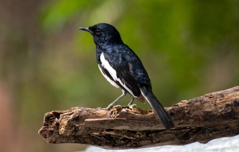 11 Spiritual Meanings of Magpies Visiting You - Bad Luck?