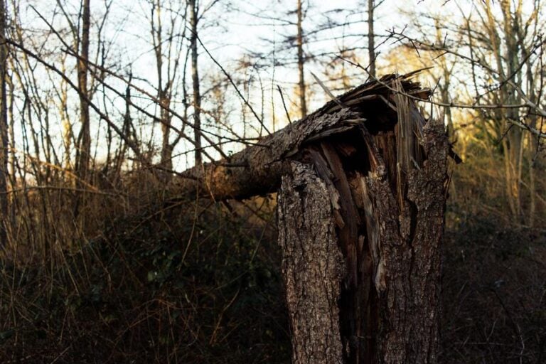 7 Spiritual Meanings of a Fallen Tree Branch: It's a Bad Sign?