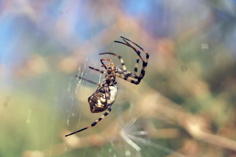 9 Spiritual Meanings of Spider Bites: Dreams and Real Life