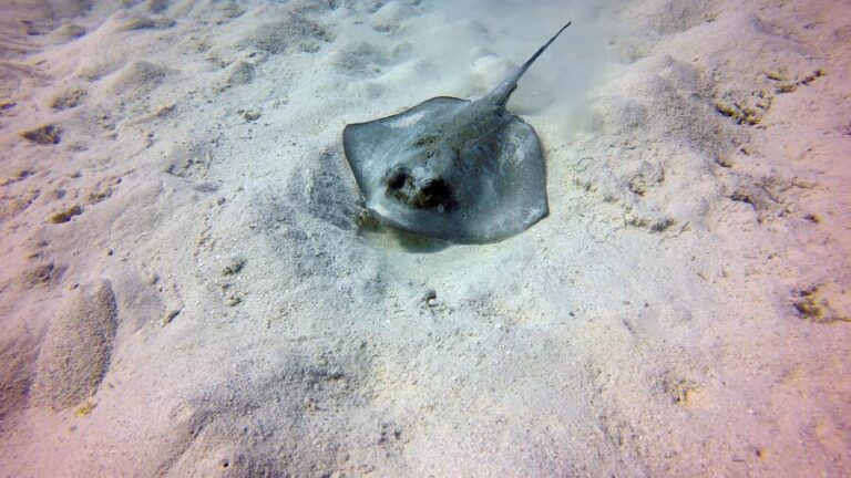 11 Stingray Spiritual Meanings and Symbolism: It's Bad Luck?