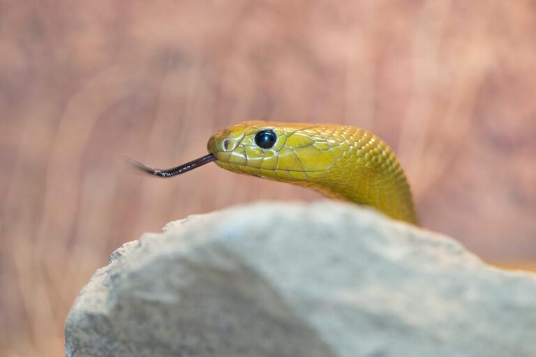 11 Spiritual Meanings of Seeing a Green Snake (Updated)