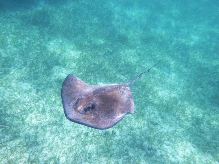 11 Stingray Spiritual Meanings and Symbolism: It's Bad Luck?