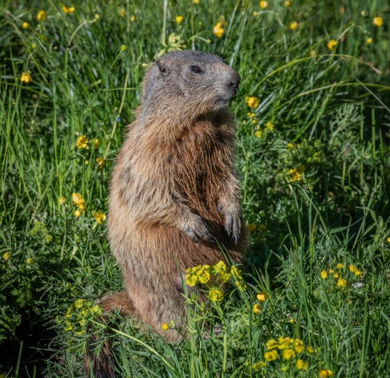 10 Beaver Spiritual Meanings and Symbolism: Definitive Guide