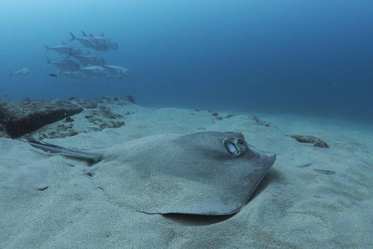 11 Stingray Spiritual Meanings and Symbolism: It's Bad Luck?