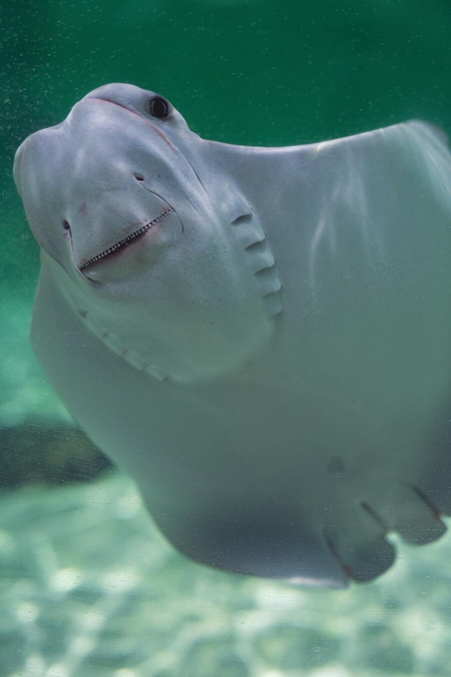 11 Stingray Spiritual Meanings and Symbolism: It's Bad Luck?