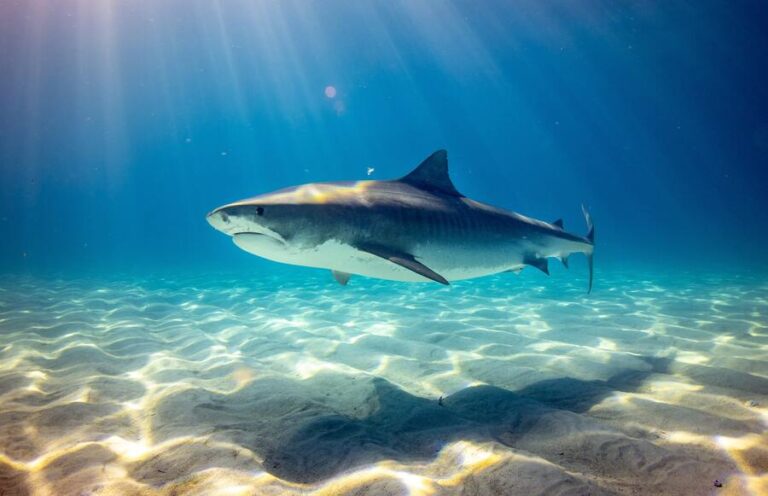 What do Fish Symbolize & Represent? 11 Spiritual Meanings