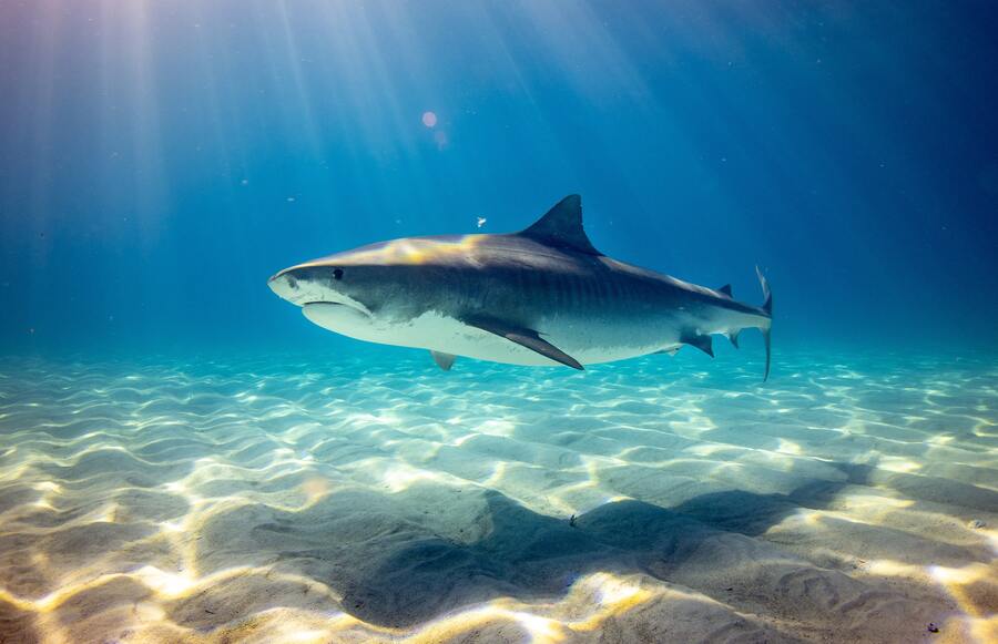 What Do Fish Symbolize Represent 11 Spiritual Meanings What Do Fish Symbolize Represent 11 Spiritual Meanings