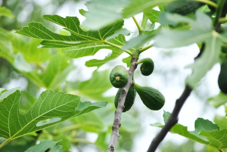 9 Fig Tree Spiritual Meanings and Symbolism: Bad Luck?