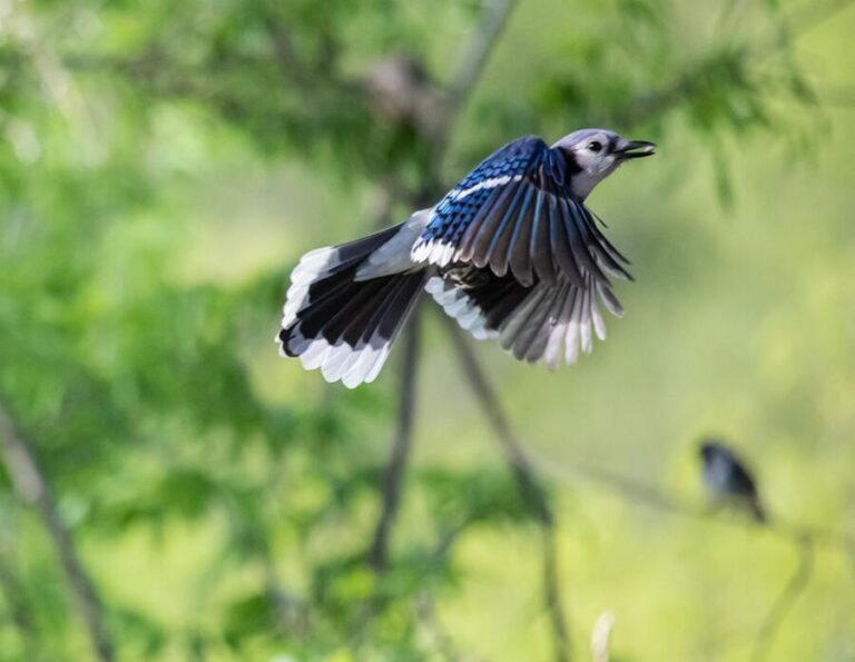 Seeing 2, 3, 4, 5, Blue Jays Spiritual Meaning & Messages