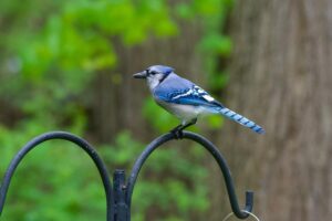Seeing 2, 3, 4, 5, Blue Jays Spiritual Meaning & Messages