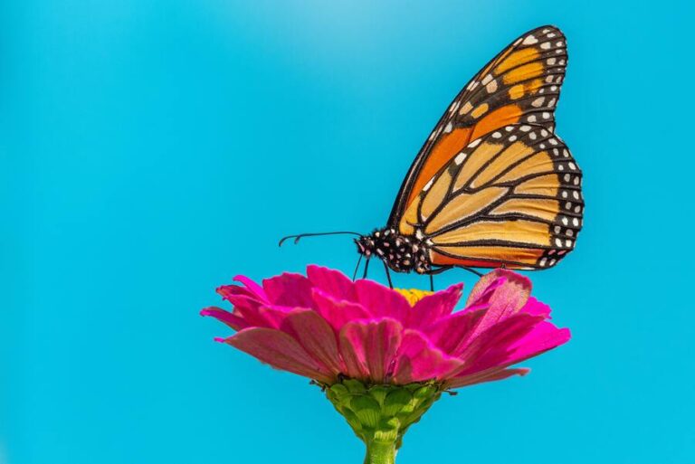 Butterflies Symbolism In Death: Seeing After Someone Dies