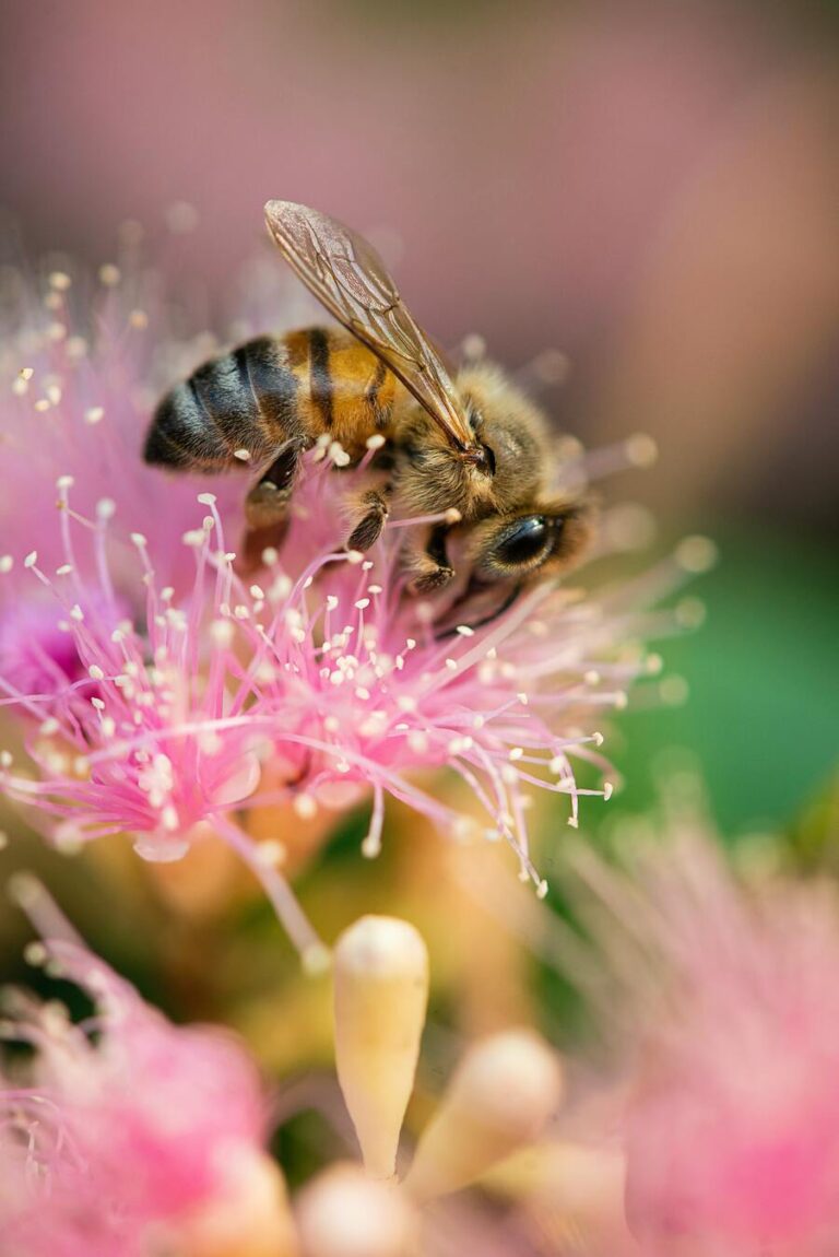 11 Spiritual Meanings of Bees Landing on You: Good Luck?