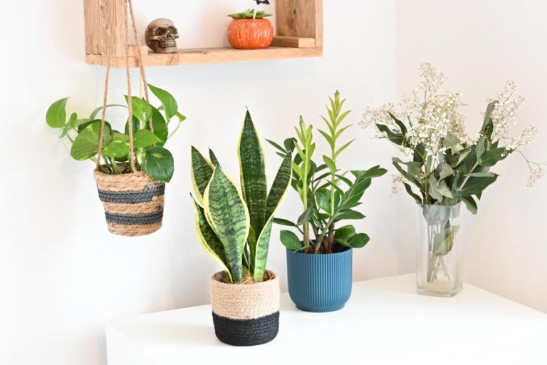 9 Snake Plant Spiritual Meanings and Benefits