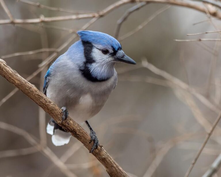 Seeing 2, 3, 4, 5, Blue Jays Spiritual Meaning & Messages