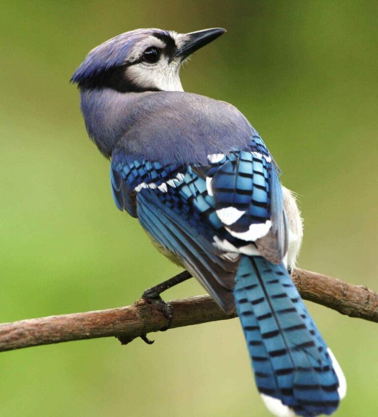 Seeing 2, 3, 4, 5, Blue Jays Spiritual Meaning & Messages