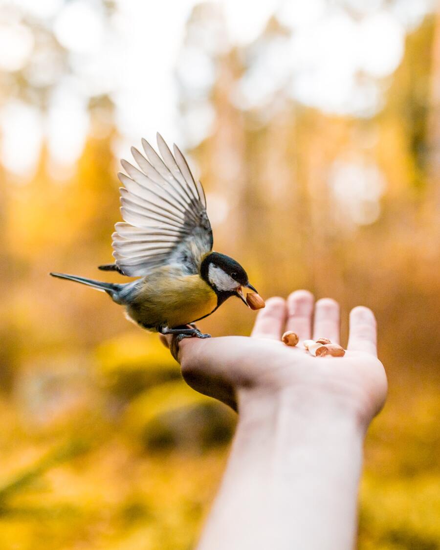 What does it mean when Animals Come to You? 9 Meanings