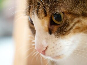 11 Calico Cat Spiritual Meanings and Symbolism