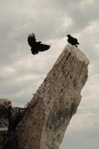 Two Black Crows Spiritual Meaning: 9 Meanings of 2 Crows