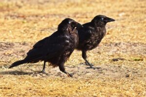 Two Black Crows Spiritual Meaning: 9 Meanings of 2 Crows