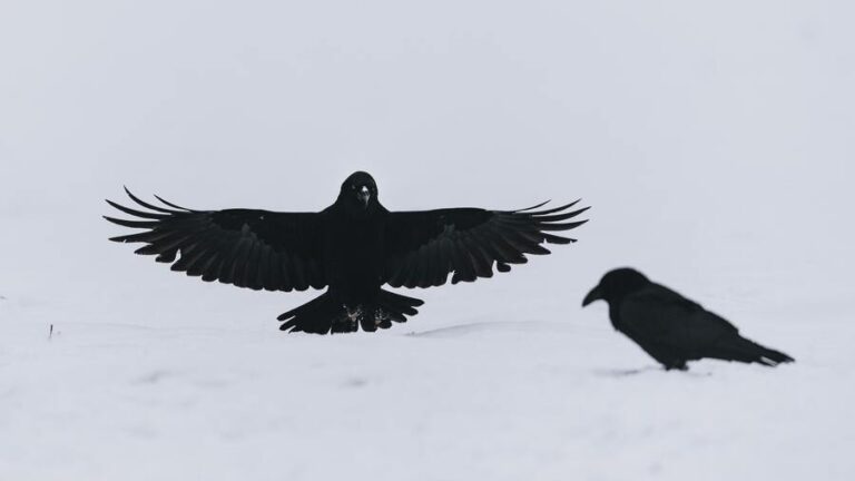 Two Black Crows Spiritual Meaning: 9 Meanings of 2 Crows
