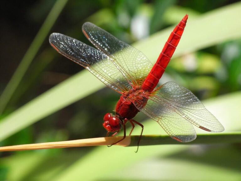 15 Spiritual Meanings of a Dragonfly: Is Seeing one Good Luck?