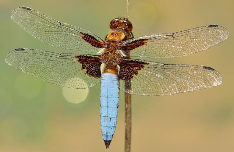 15 Spiritual Meanings of a Dragonfly: Is Seeing one Good Luck?