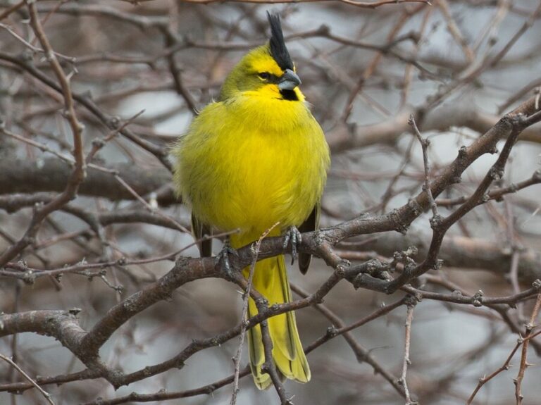 Yellow Cardinal Spiritual Meaning: 9 Powerful Messages