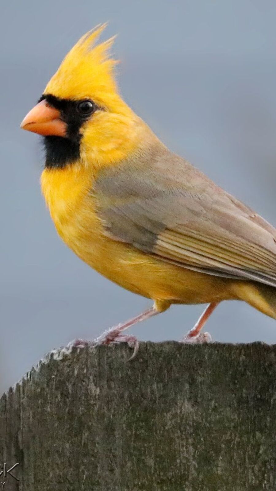 Yellow Cardinal Spiritual Meaning: 9 Powerful Messages