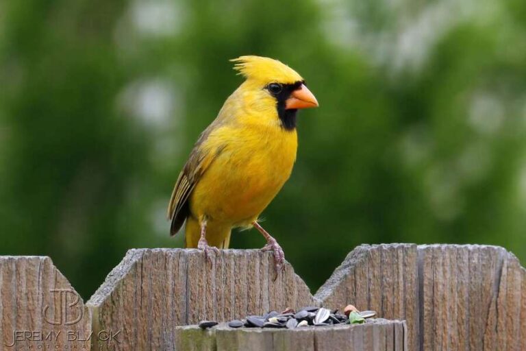 Yellow Cardinal Spiritual Meaning: 9 Powerful Messages