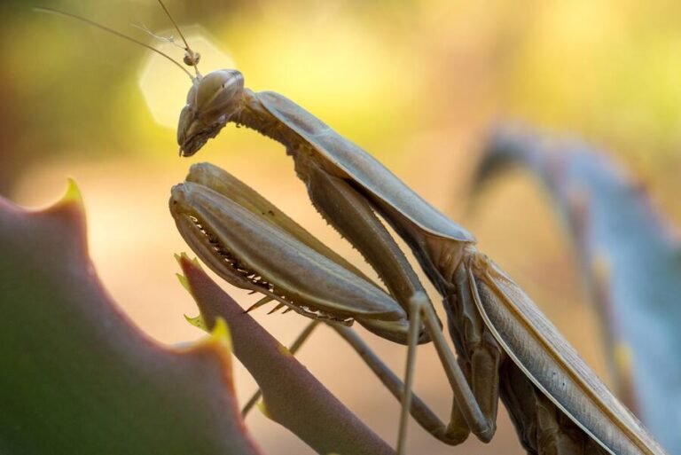 9 Spiritual Meanings of a Praying Mantis in the House