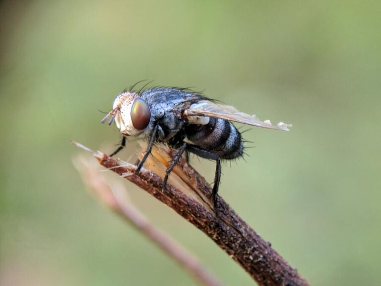 9 Spiritual Meanings of Large Black Flies in The House