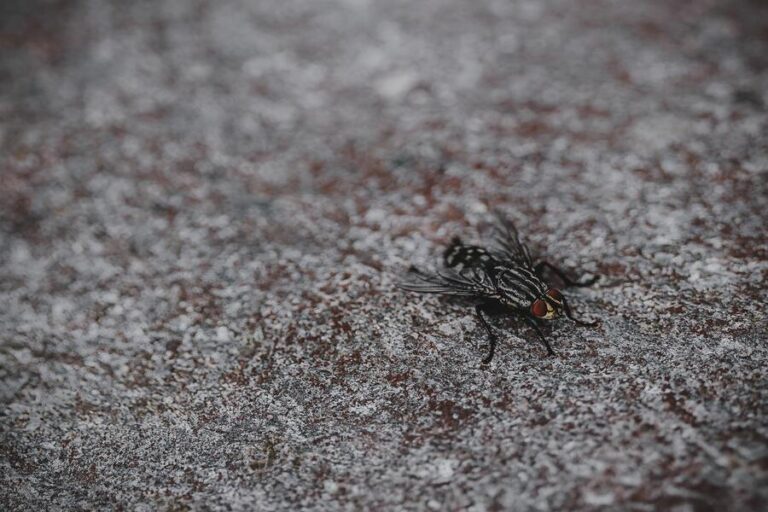 9 Spiritual Meanings of Large Black Flies in The House