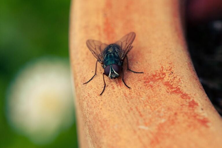 9 Spiritual Meanings of Large Black Flies in The House