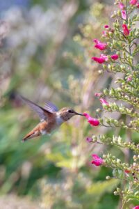9 Meanings of Hummingbirds in the Bible (Bible Verses)