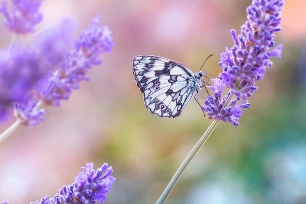 Butterflies Symbolism In Death: Seeing After Someone Dies