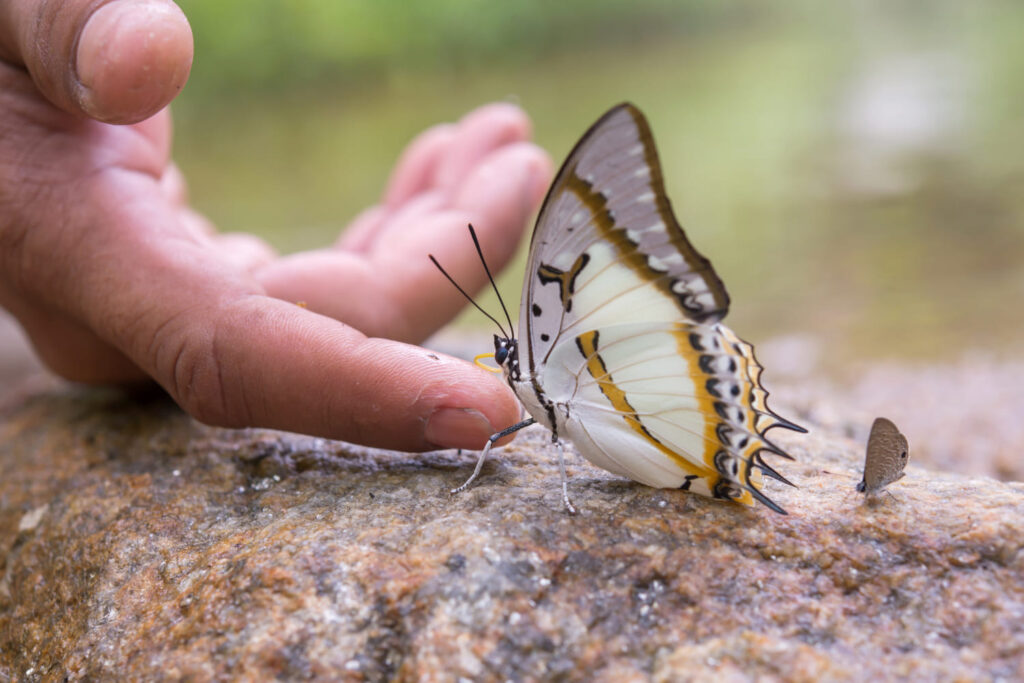 Butterflies Symbolism In Death: Seeing After Someone Dies