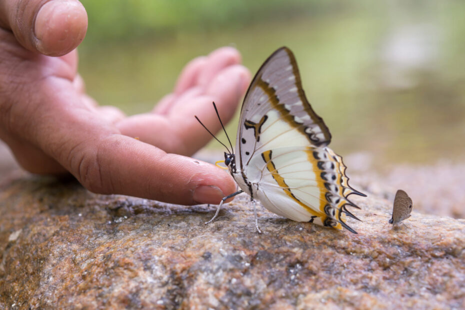Butterflies Symbolism In Death: Seeing After Someone Dies