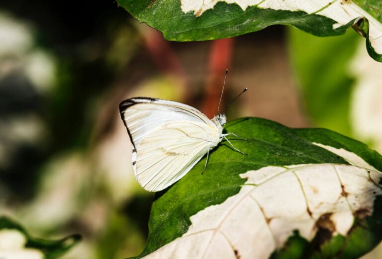 Butterflies Symbolism In Death: Seeing After Someone Dies