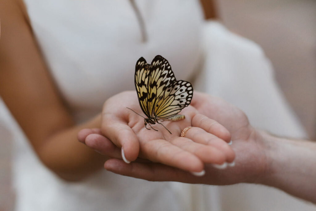 Butterflies Symbolism In Death: Seeing After Someone Dies