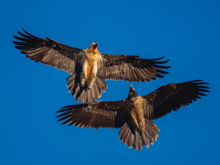 7 Spiritual Meanings Of Two (or 3) Eagles Flying Together