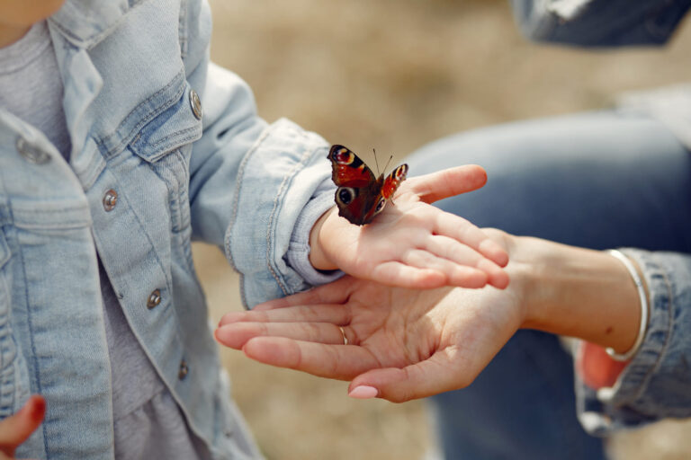 Butterflies Symbolism In Death: Seeing After Someone Dies