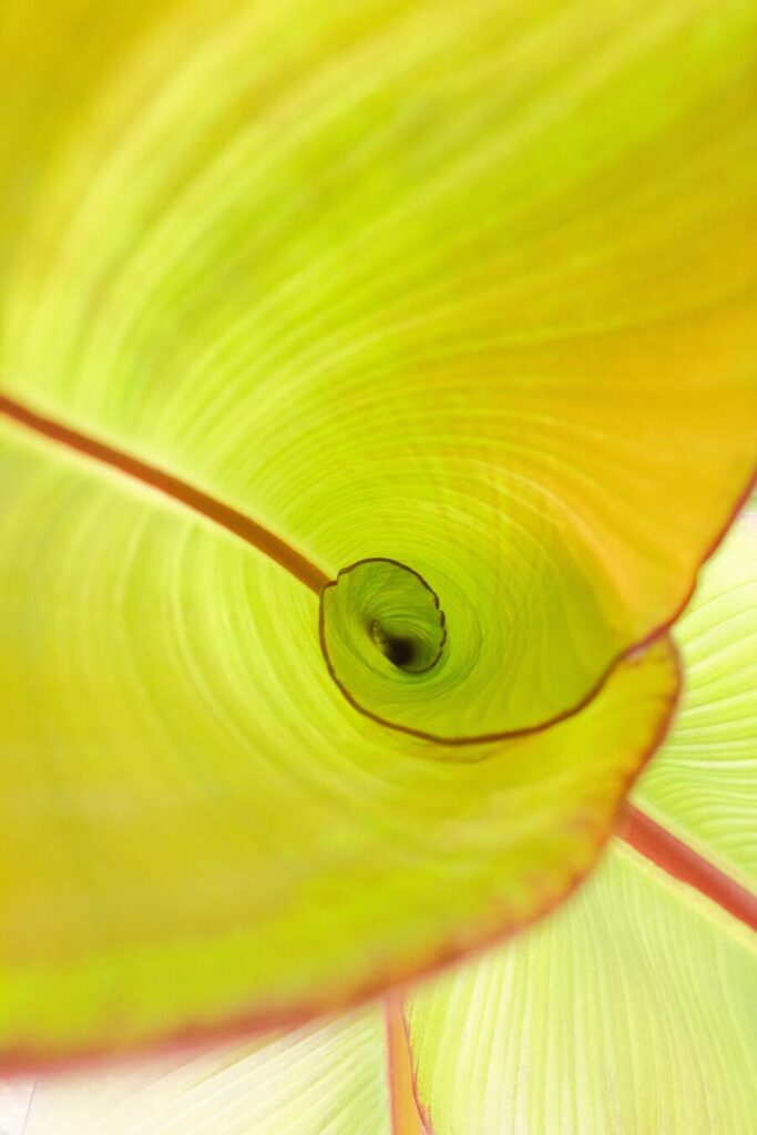 Spiral Spiritual Meaning What Does The Spiral Symbolize spiral-spiritual-meaning-what-does-the-spiral-symbolize