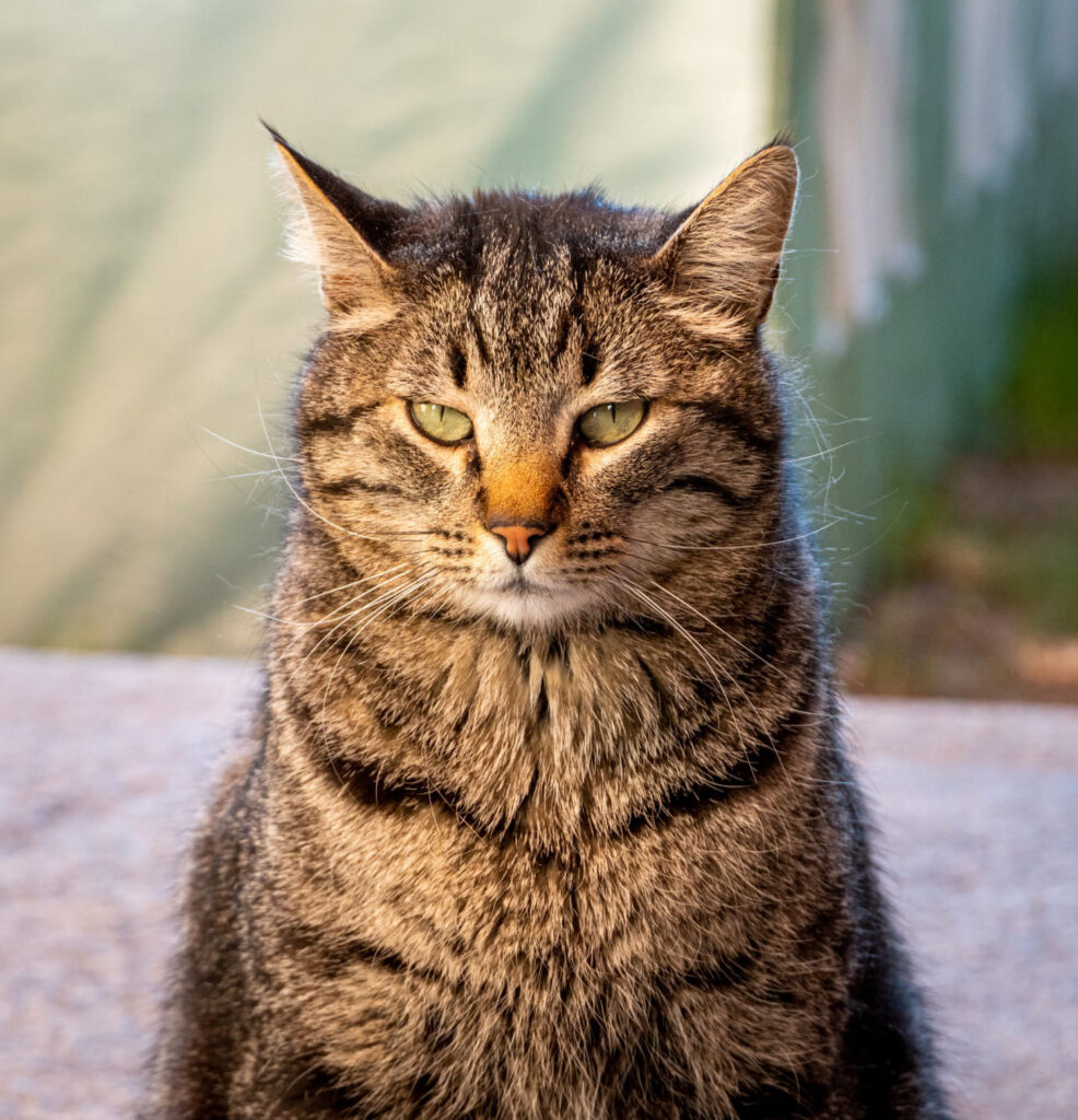 7 Tabby Cat Spiritual Meaning: Brown & Grey