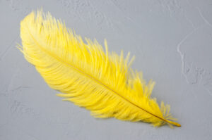 8 Yellow Feather Spiritual Meanings: With Black & White