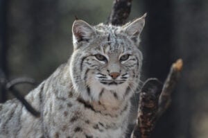 9 Bobcat Spiritual Meanings and Symbolism: It’s a Good Sighting?