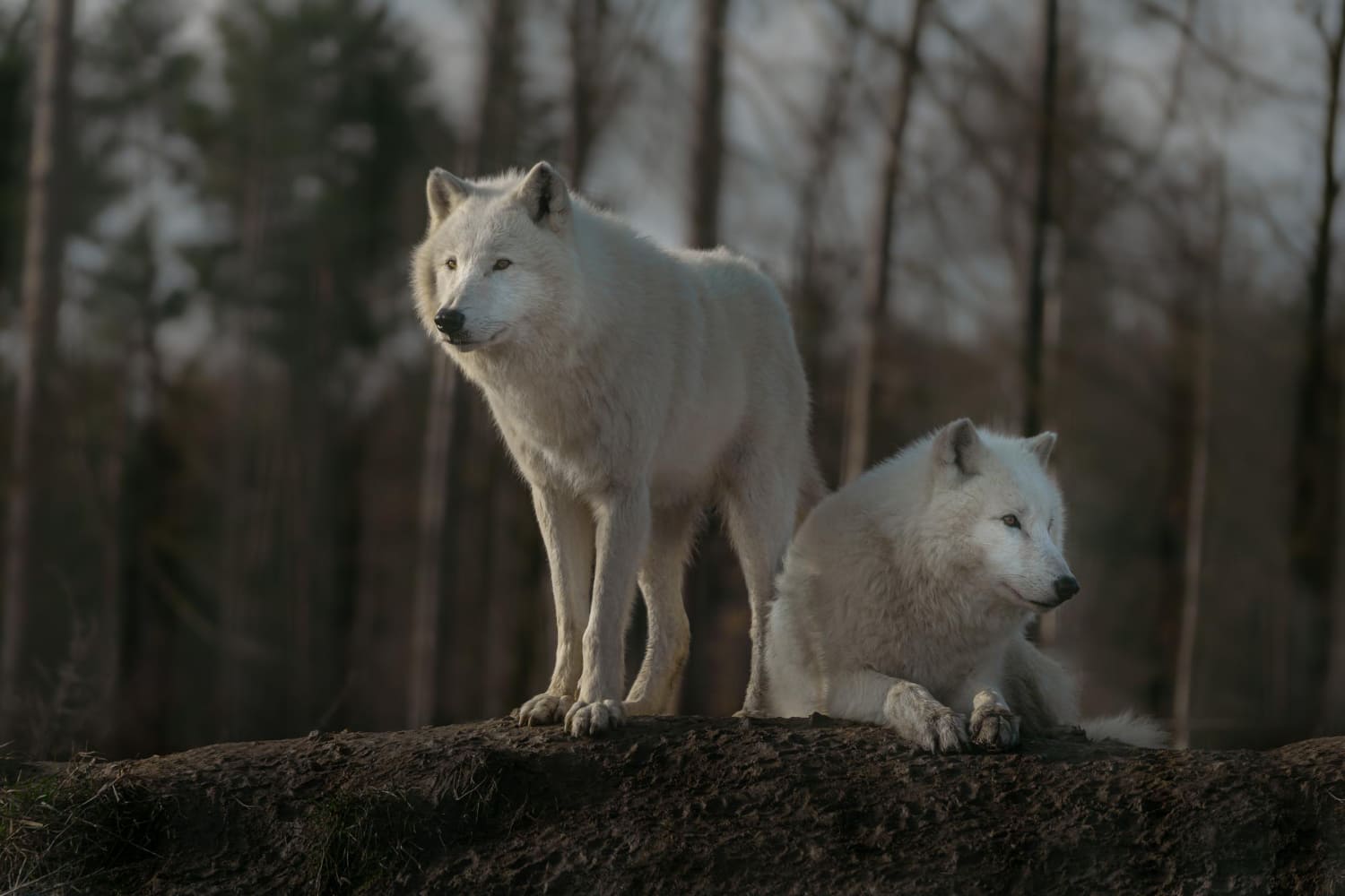 White Wolves in Dreams: 9 Intense Spiritual Meanings