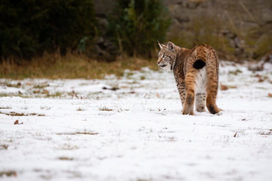 9 Bobcat Spiritual Meanings and Symbolism: It’s a Good Sighting?