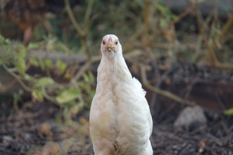 9 Chicken Spiritual Meanings: Are Chickens Good Luck?