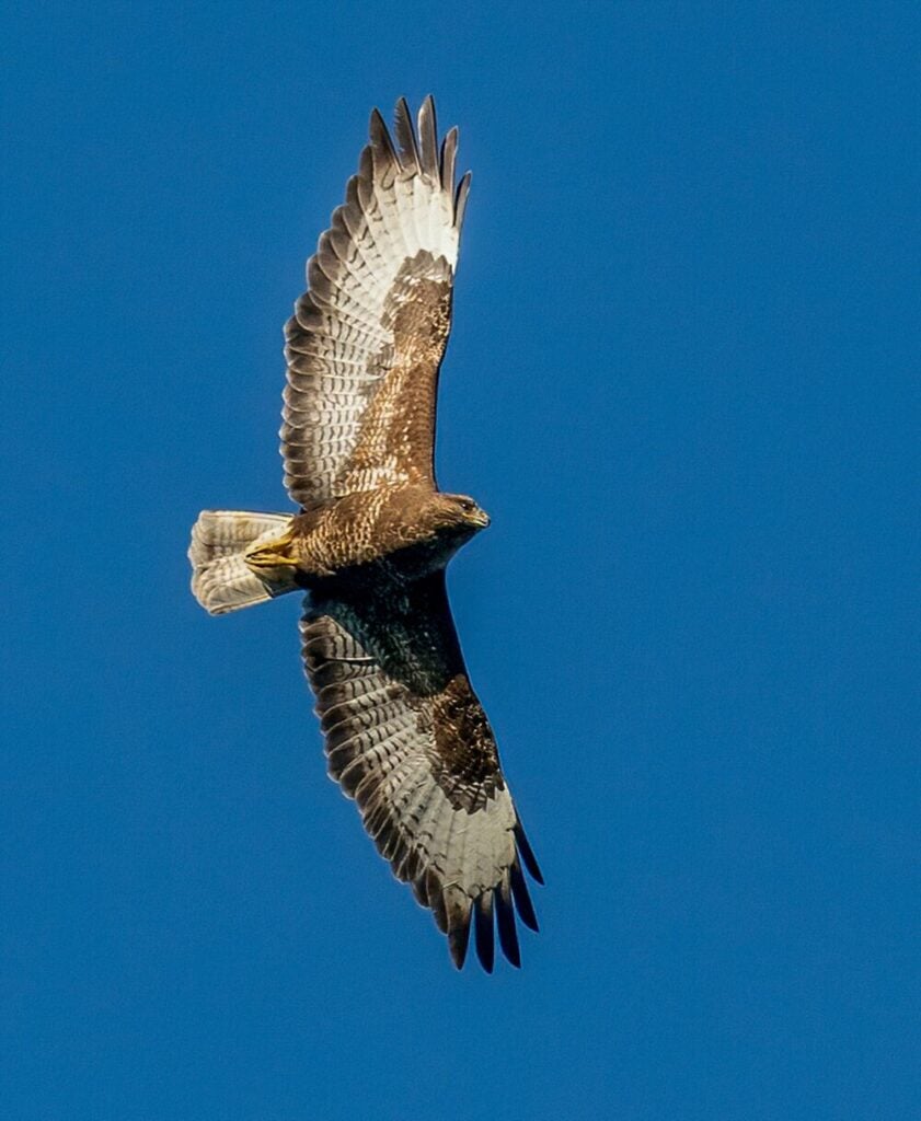 3 And 4 Hawks Circling Meaning (Overhead)