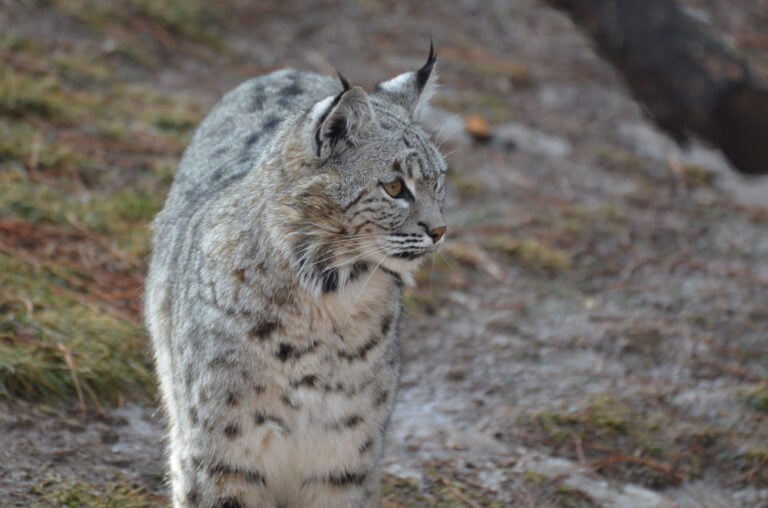 9 Bobcat Spiritual Meanings and Symbolism: It’s a Good Sighting?